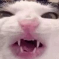 Crunchcat (CRUNCH) | Token on Solana Blockchain