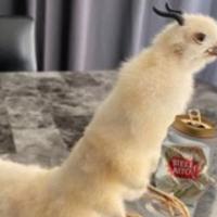 Drunk Chicken Centipede (DCC) Preis und Informationen