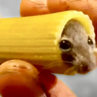 Mouse In Pasta (STUCK) | Token on Cronos Blockchain