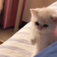 ONE PUNCH CAT (PUNCH ) Price and Info