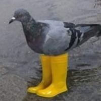 Pigeon In Yellow Boots (PIGEON) | Market Cap and Stats