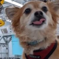 Qubit The Quantum Dog (QUBIT ) Price and Info